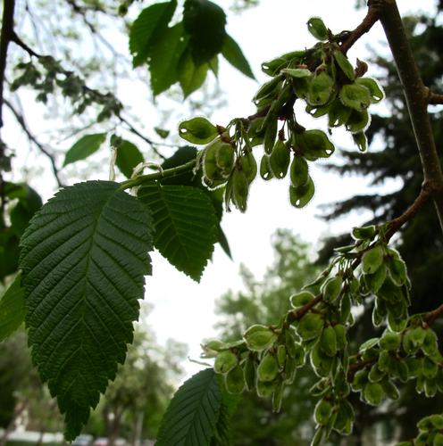 American Elm (Big Woods, Big Rivers Linnaeus List) · iNaturalist