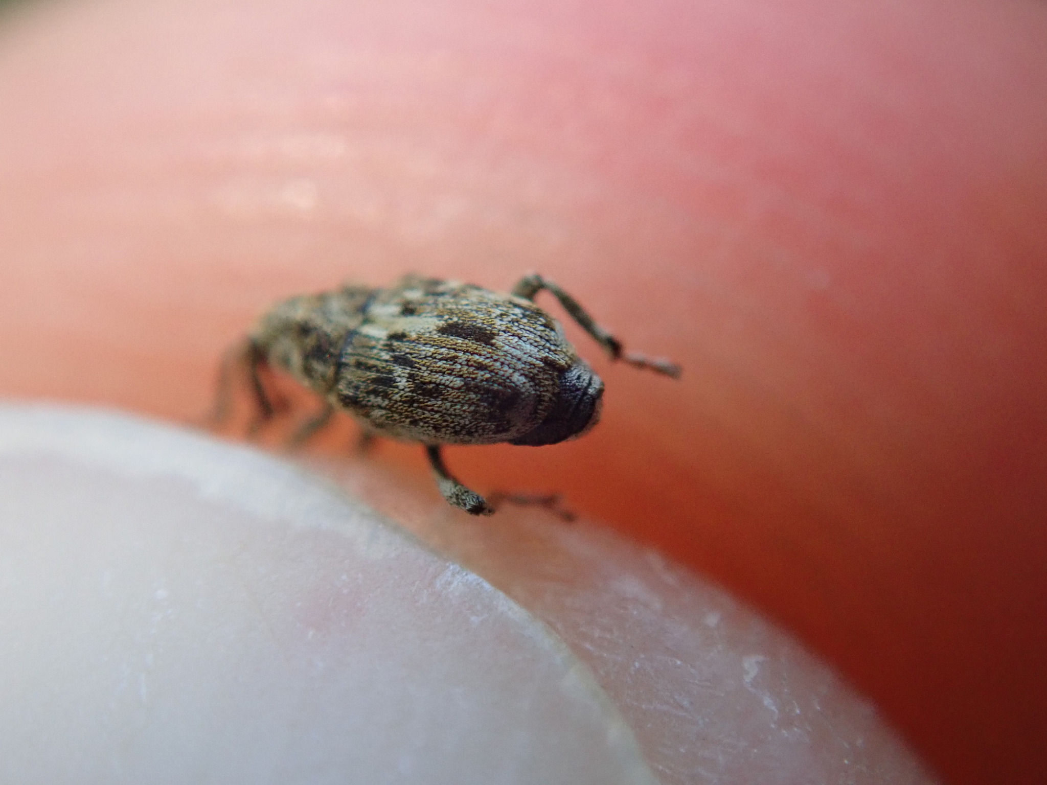 Datonychus H.Wagner, 1944