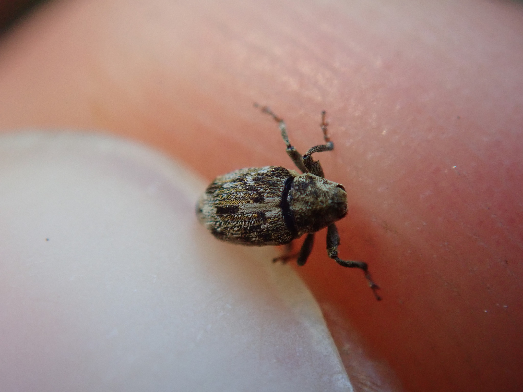 Datonychus H.Wagner, 1944