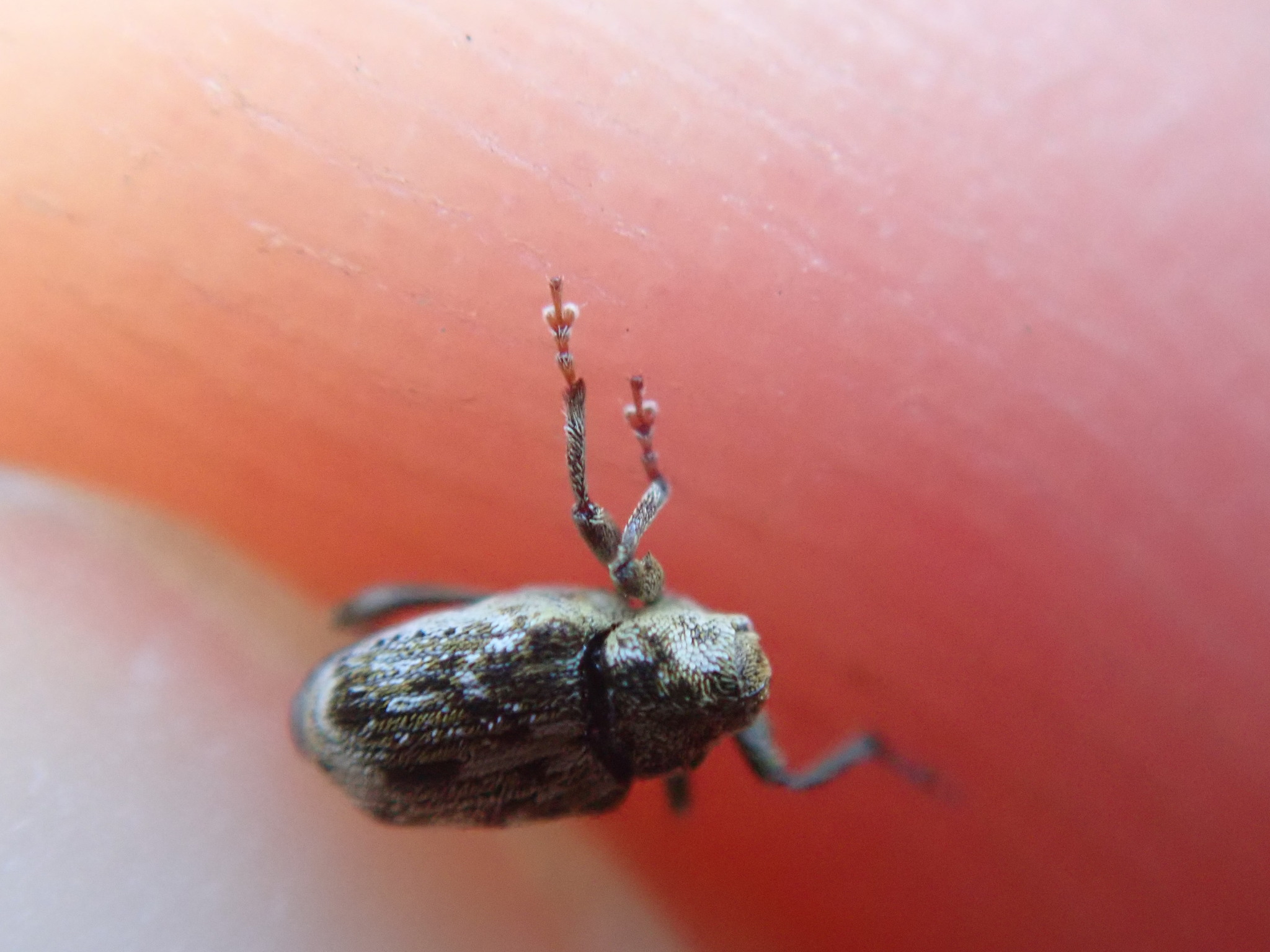 Datonychus H.Wagner, 1944