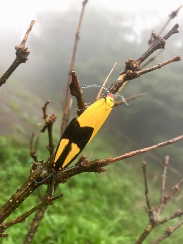 Soritia major · iNaturalist