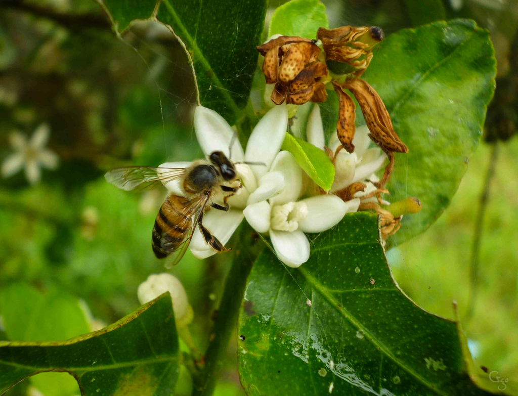 Western Honey Bee from Don Matías, Antioquia, Colombia on April 19 ...