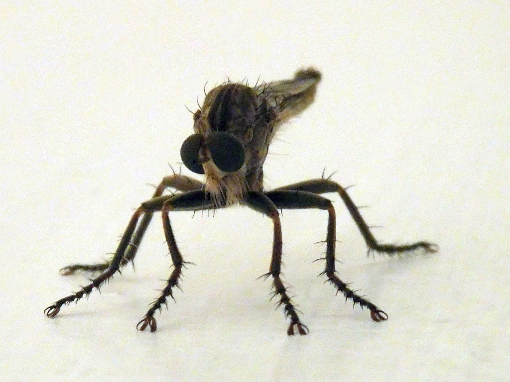 Asilinae from Greyton, 7233, South Africa on February 3, 2018 at 01:06 ...