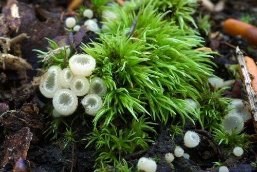 Leucoscypha leucotricha · iNaturalist