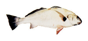 género Roncador · iNaturalist Ecuador