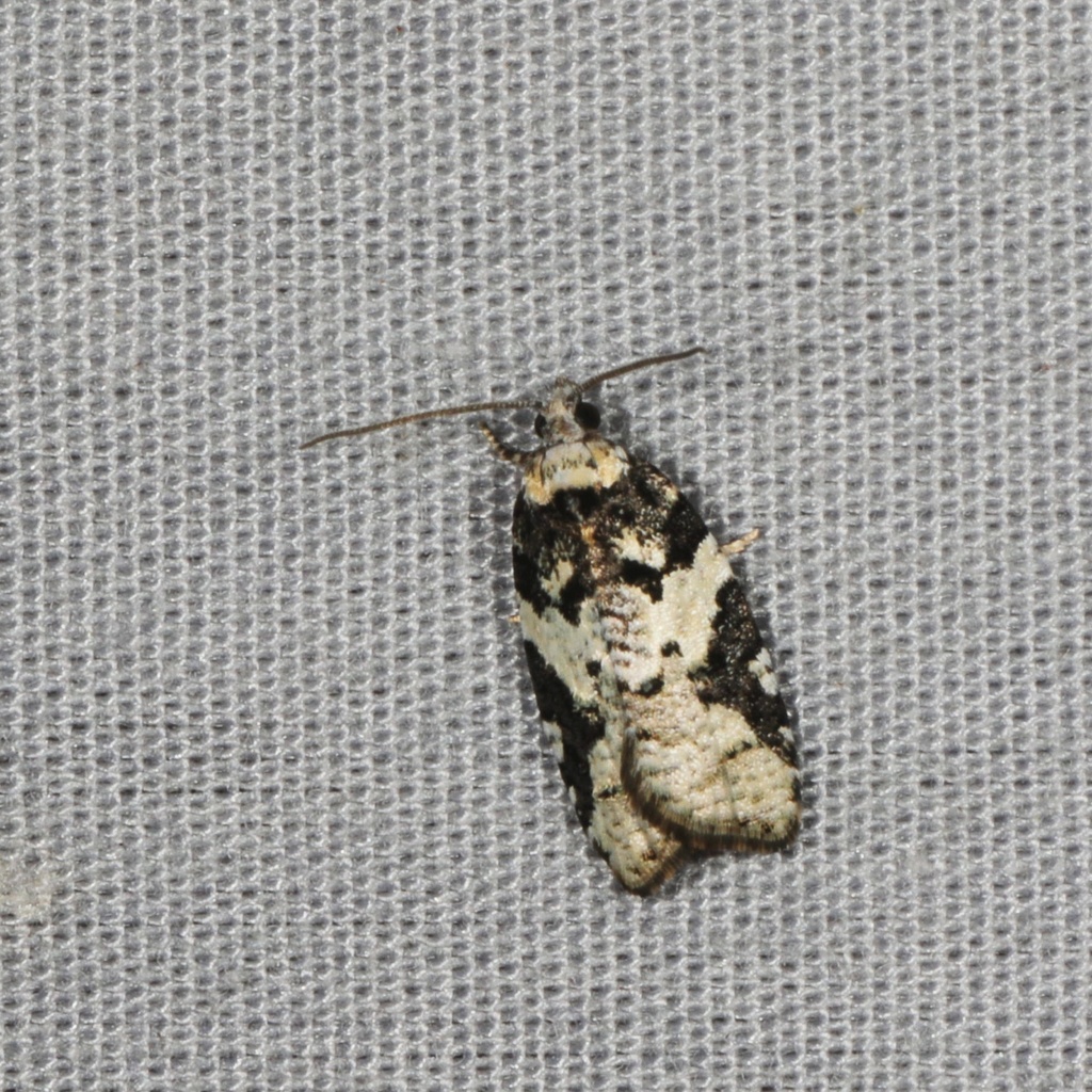 Eastern Black-headed Budworm Moth from 194 Ouellet, Rimouski, QC ...