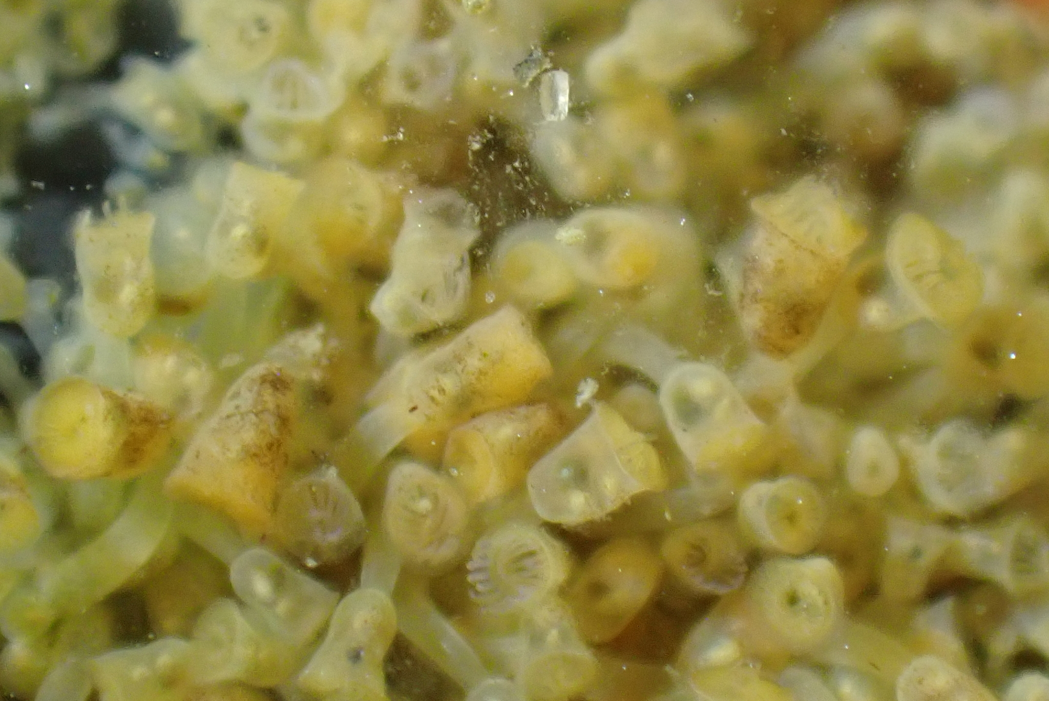 Pedicellina Sars, 1835