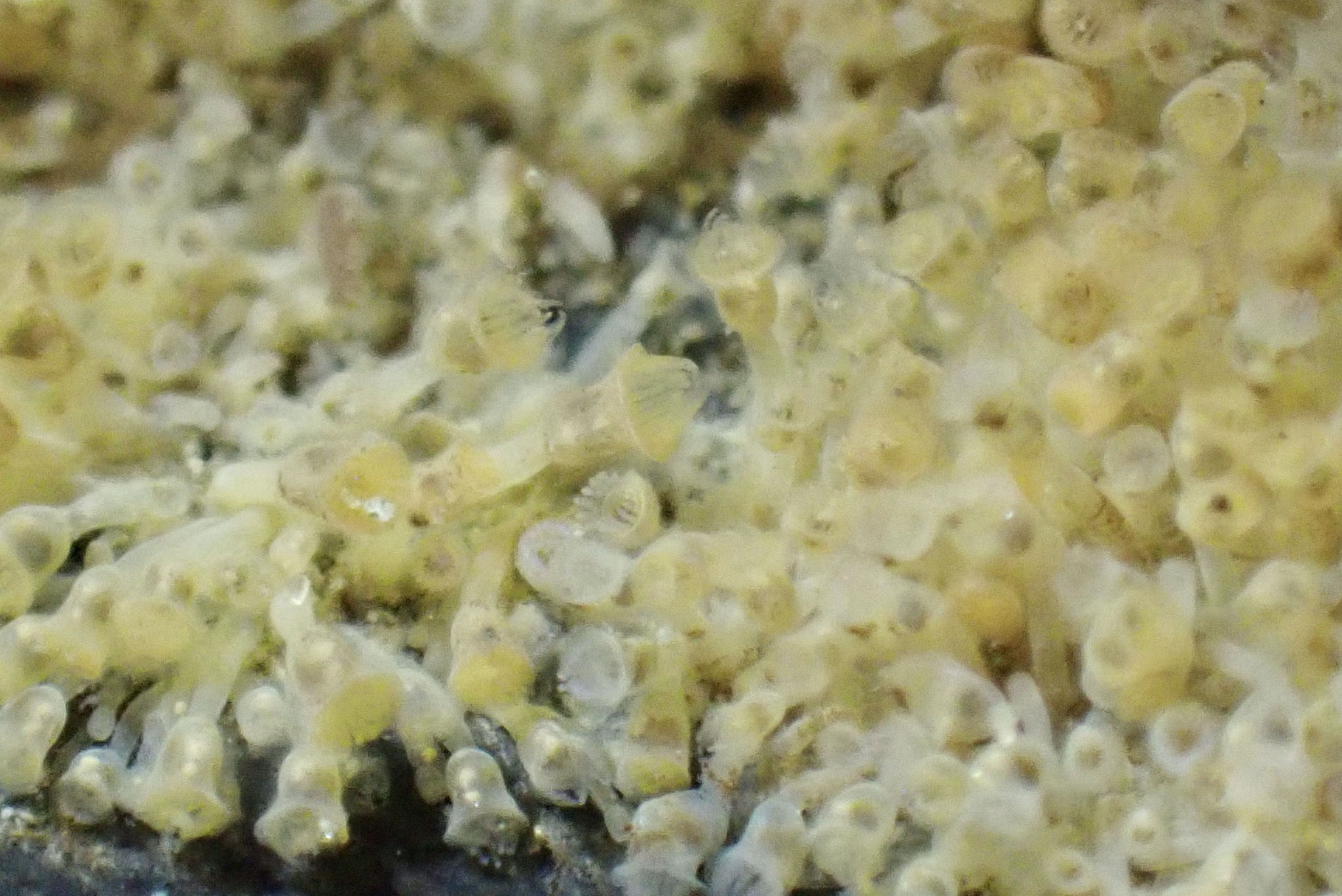 Pedicellina Sars, 1835