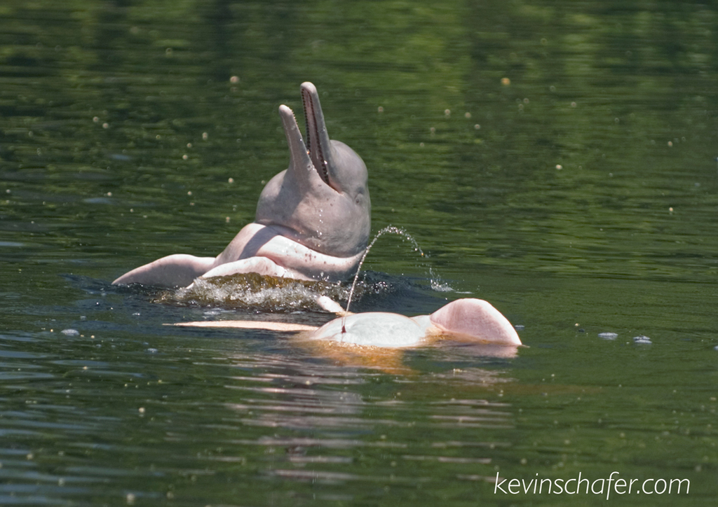 Amazon River Dolphin in August 2007 by Kevin Schafer. Boto urinating ...