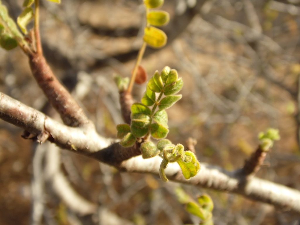 cimarron plum from La Paz, B.C.S., México on May 29, 2021 at 02:13 PM ...