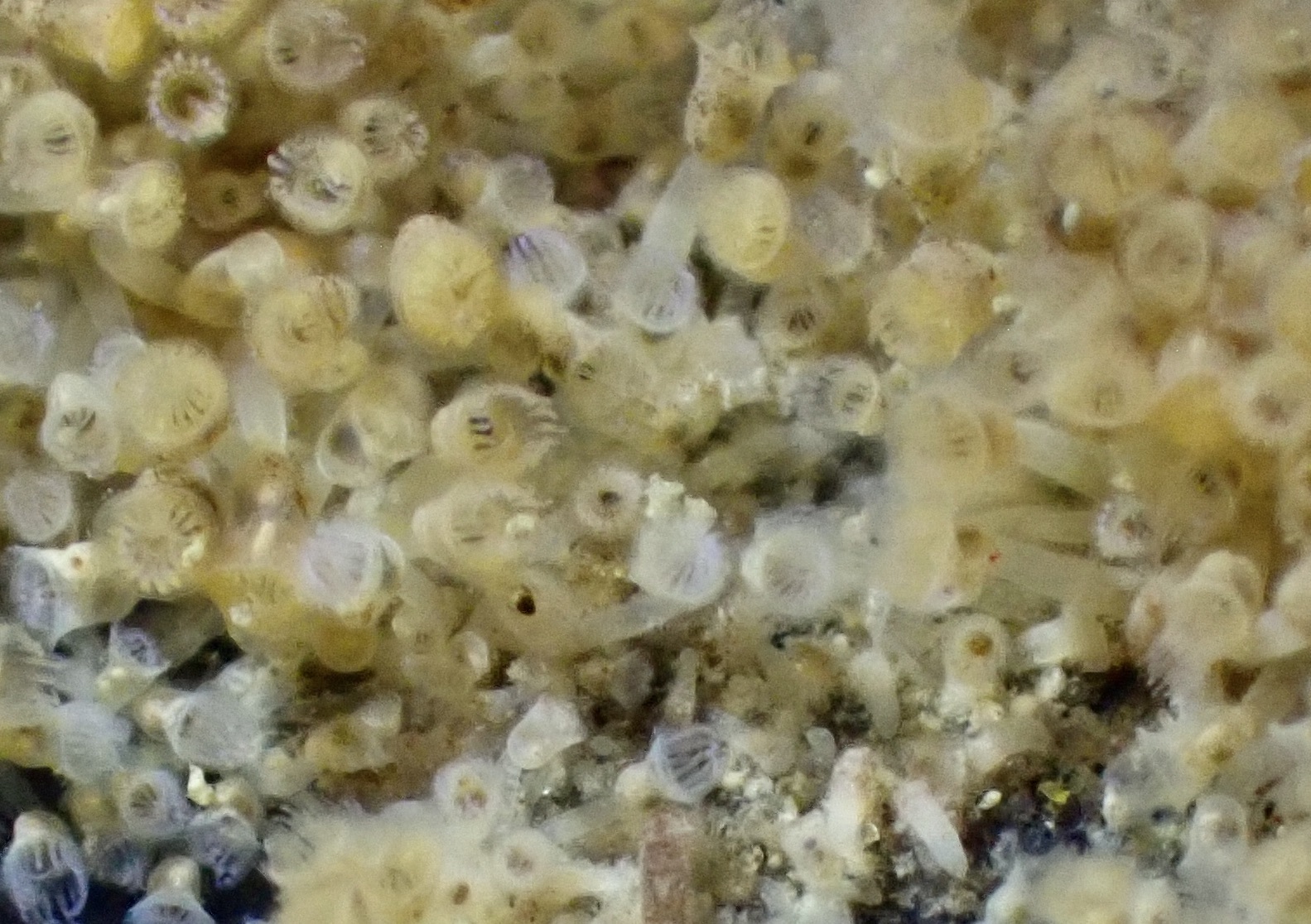 Pedicellina Sars, 1835