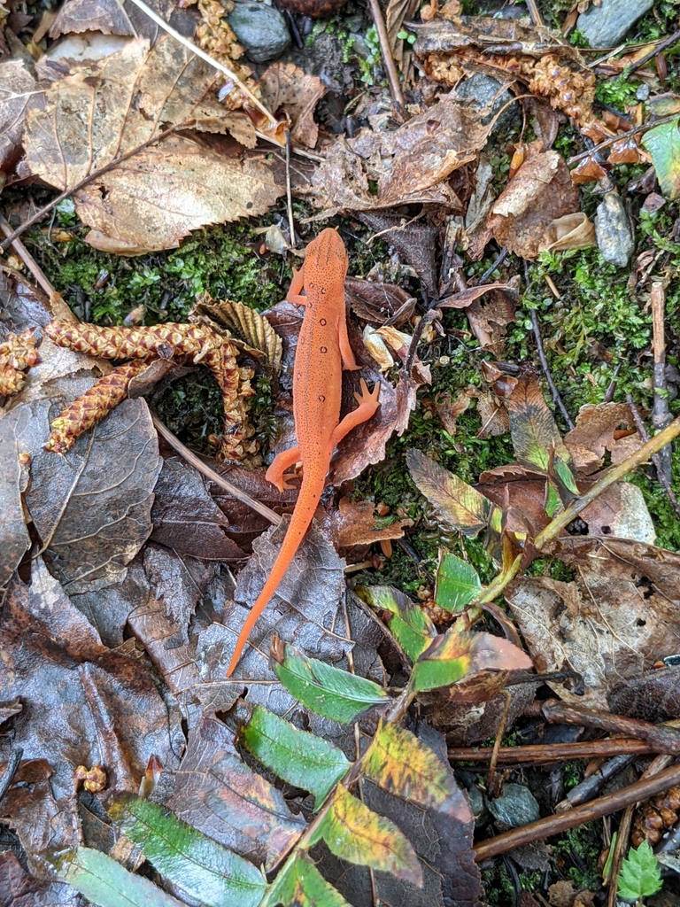 Eastern Newt from Egremont, MA, USA on May 31, 2021 at 12:58 PM by ...