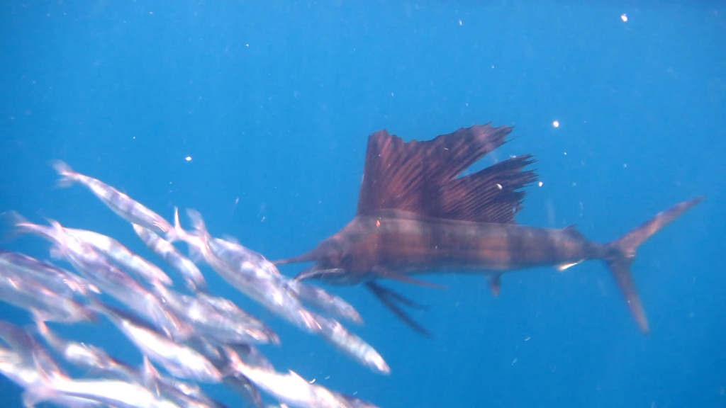 Billfishes (Istiophoridae) - Marine Life Identification