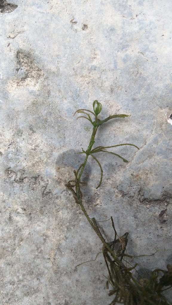 muskgrass from Santiago, N.L., México on February 02, 2018 at 01:25 PM ...
