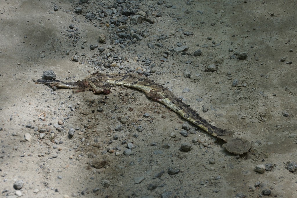 Timber Rattlesnake in May 2021 by Max Ramey. DOR, really sad to see ...