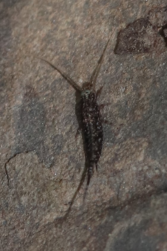 Jumping Bristletail from Schuyler, New York, United States on May 20 ...