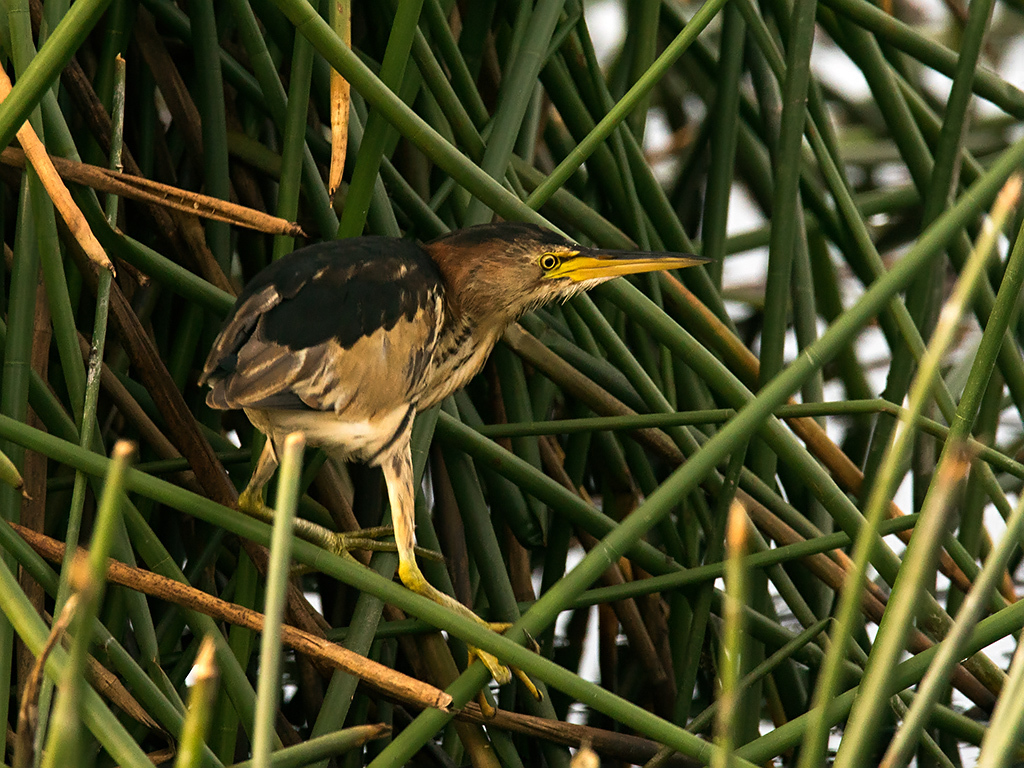 Black-backed Bittern (Western Australia - Birds) · iNaturalist