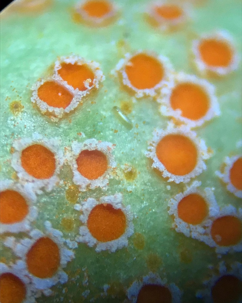 Orange-Yellow Rusts from shelton washington on May 31, 2021 at 04:02 PM ...