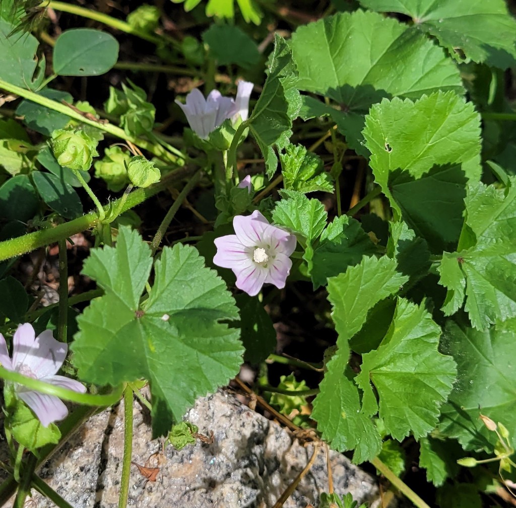 dwarf mallow from Hawkins Point, Baltimore, MD 21226, USA on May 31 ...