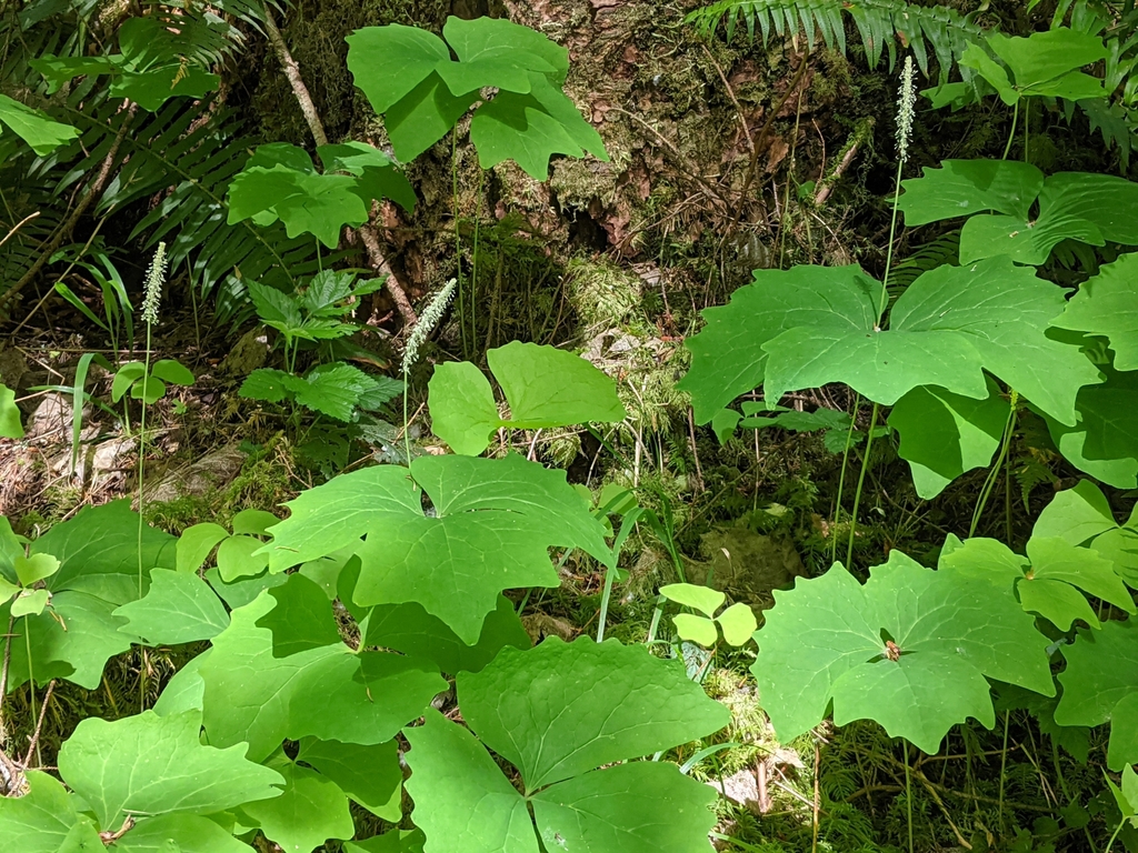vanilla leaf from Duvall, WA 98019, USA on May 31, 2021 at 01:47 PM by ...