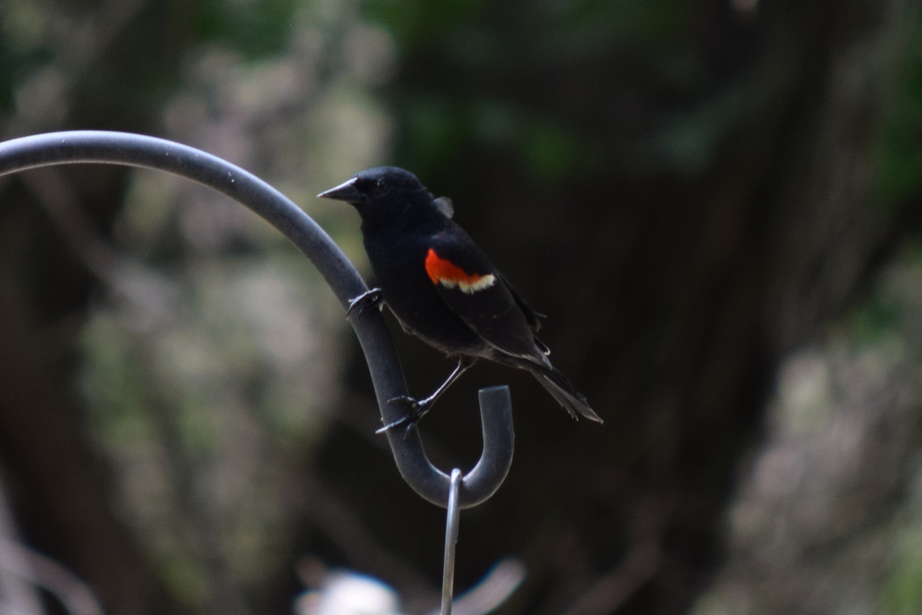 Red-winged Blackbird from Fredericksburg, TX 78624, USA on May 31, 2021 ...