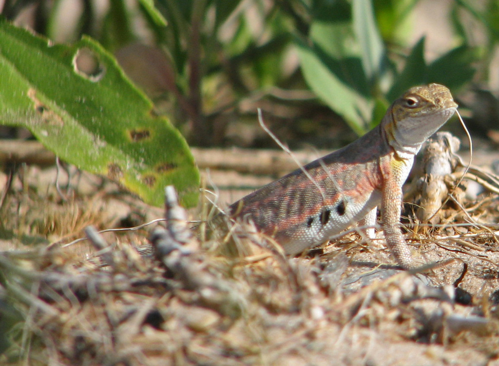 Western Earless Lizard from Cherry County, NE, USA on June 15, 2008 at ...