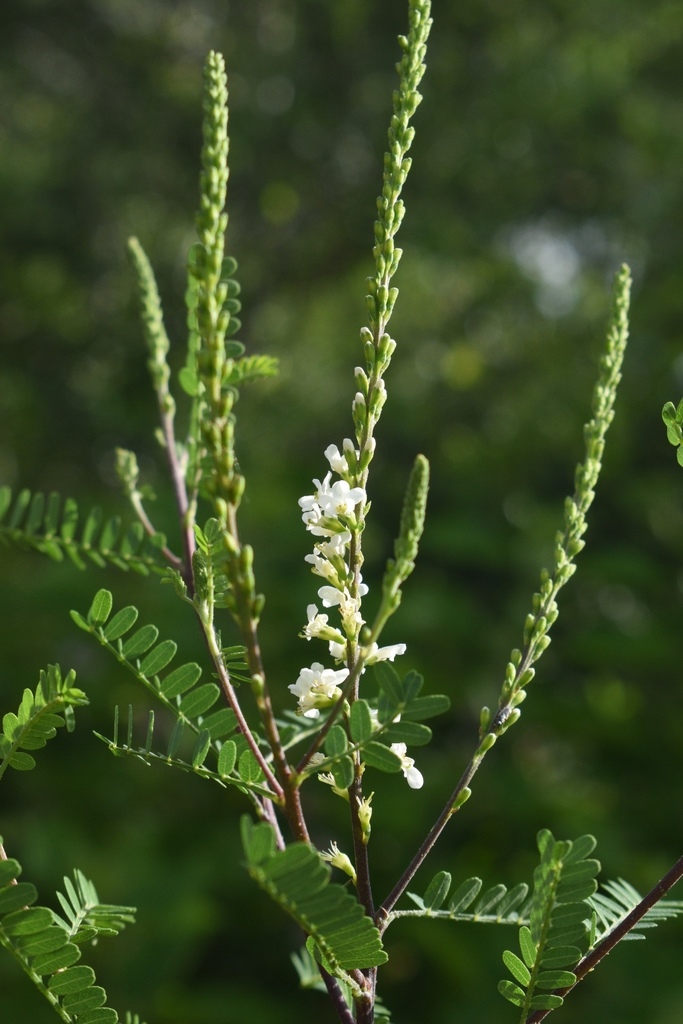 Texas Kidneywood (Eysenhardtia texana) - Botanical Realm