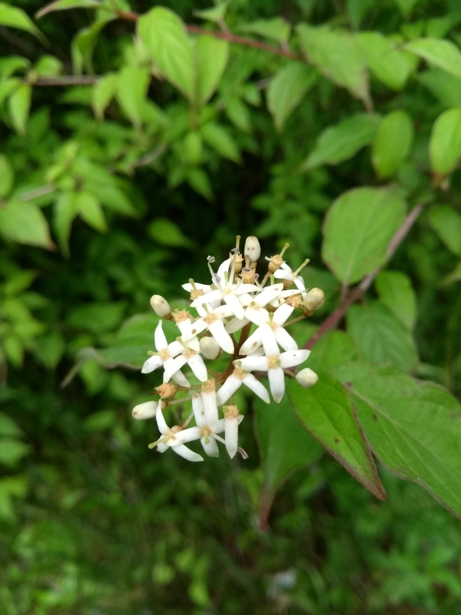 Cornus excelsa Kunth