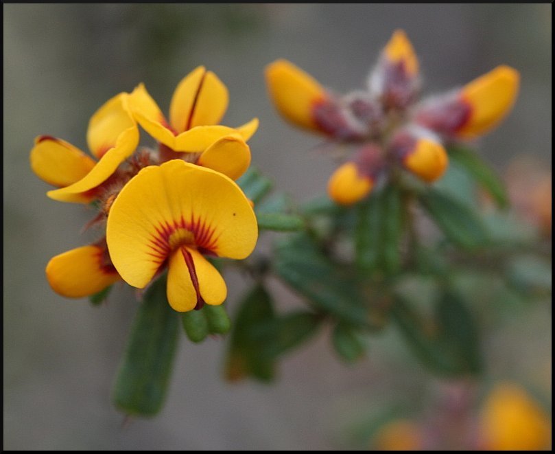 Rough Bush-pea (WPC BioBlitz Plants) · iNaturalist