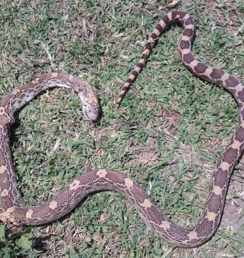Mexican Bull Snake from Cuencamé, Dgo., México on May 27, 2021 by ...