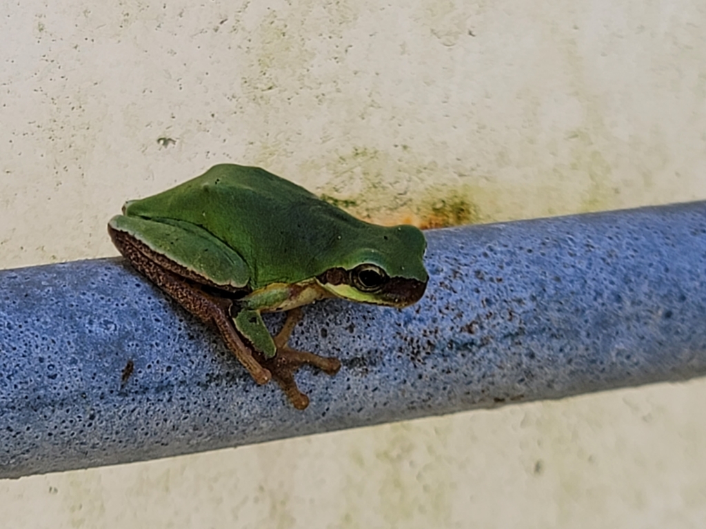 Common Chinese Tree Frog from 423, Taiwan, 台中市東勢區上城里 on May 28, 2021 at ...