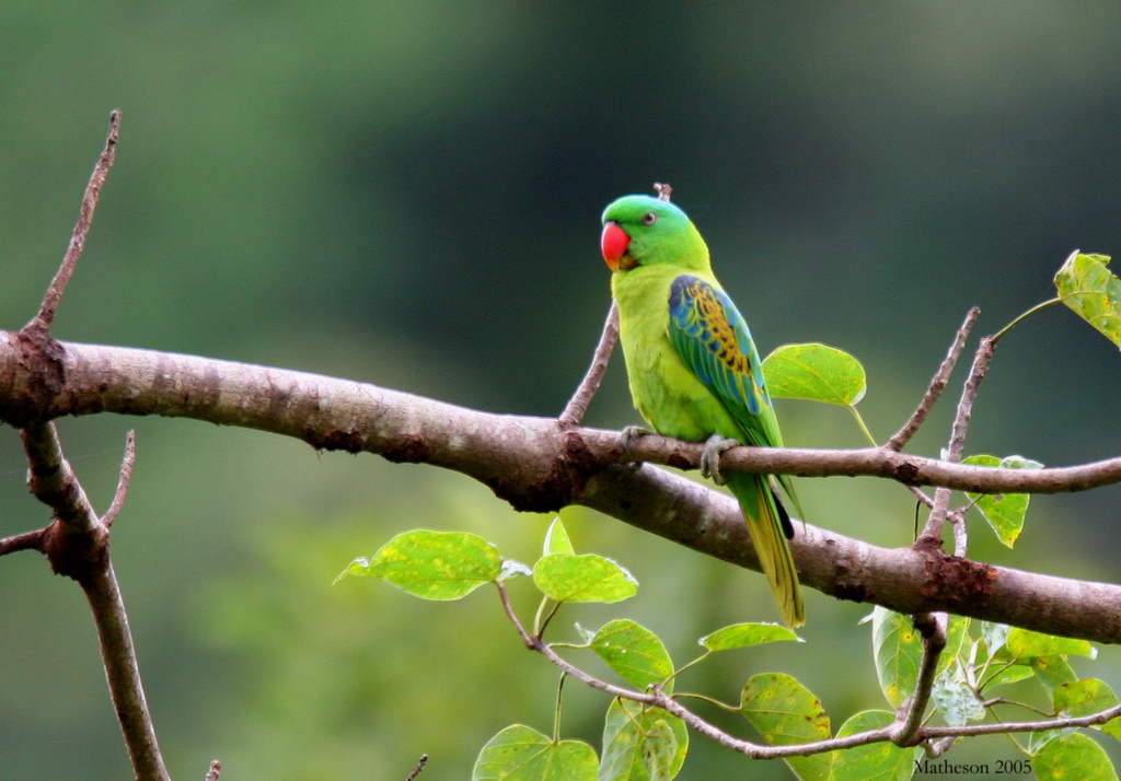 Large-billed Parrots (Tanygnathus) - Avian Discovery