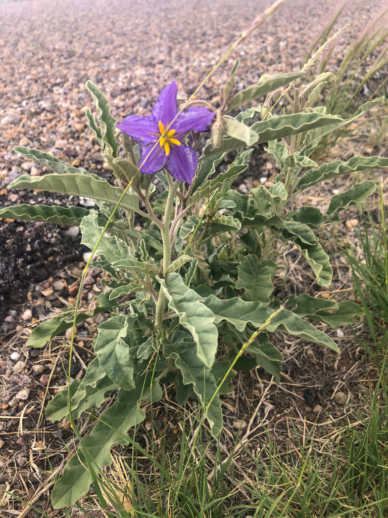 silverleaf nightshade from Double Eagle, Albuquerque, NM, USA on May 31 ...
