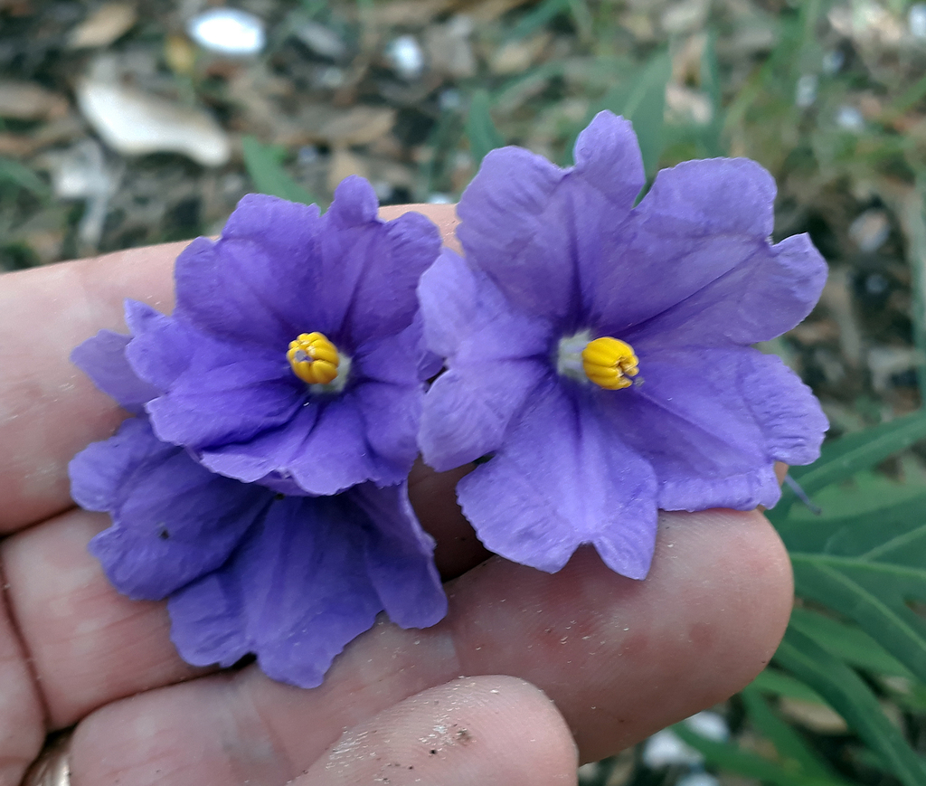 kangaroo-apple from Chatham Islands, Rekohu (Chatham Island), Cape ...