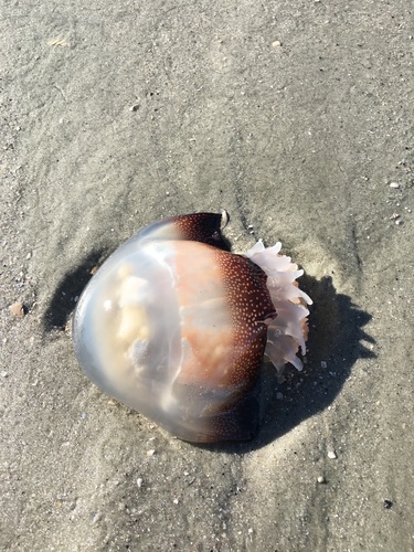 Cannonball Jelly (Jellyfish of the Cape Fear Region, NC) · iNaturalist