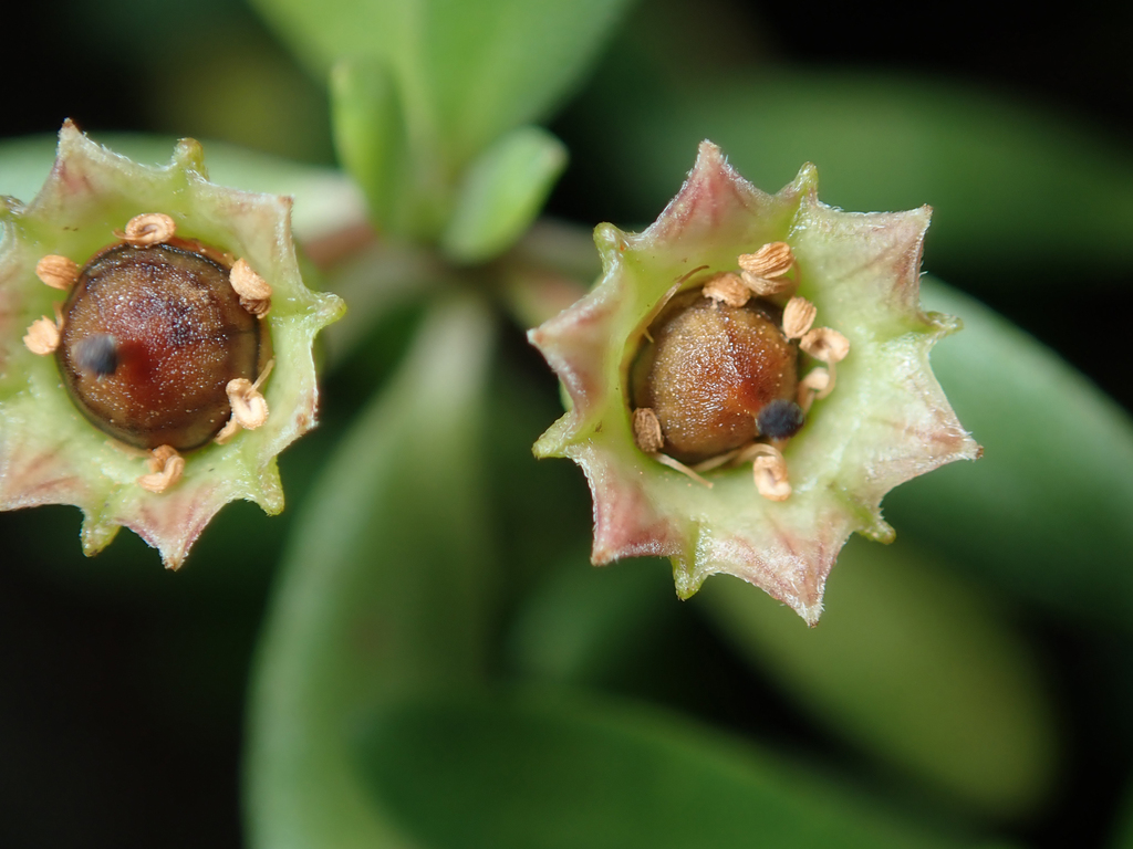 bantigue (Pemphis acidula) - Botanical Realm