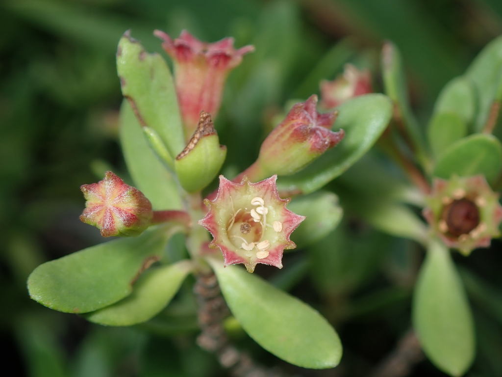 bantigue (Pemphis acidula) - Botanical Realm