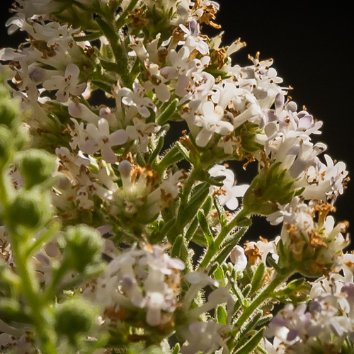 Selago melliodora · iNaturalist