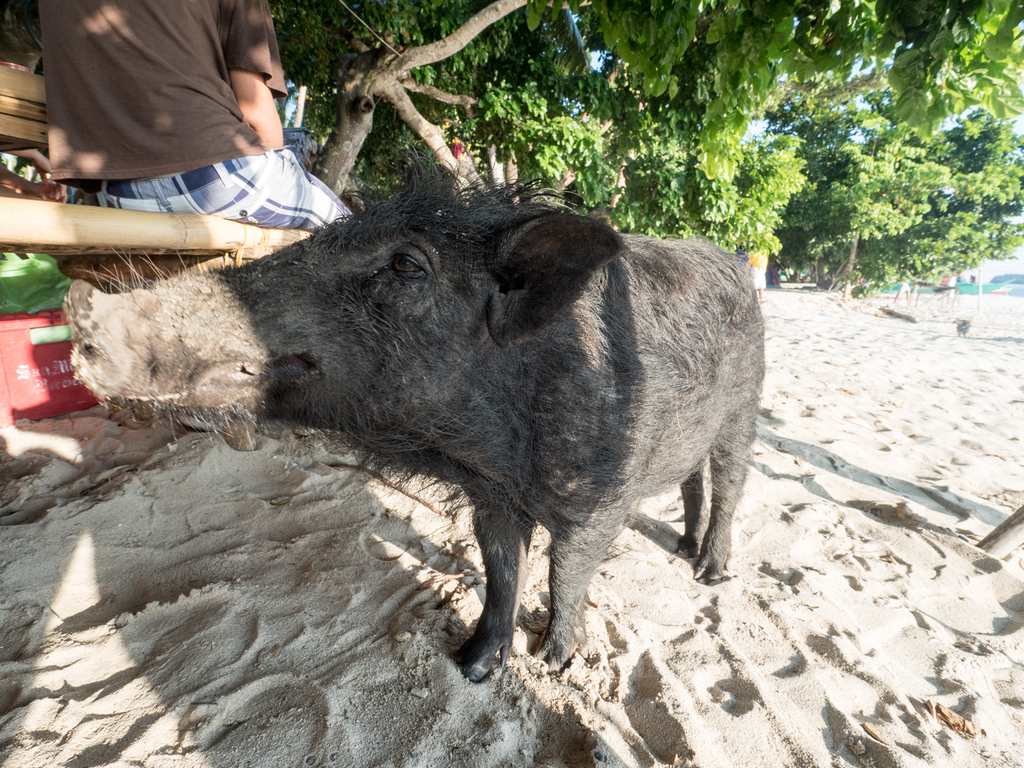 Philippine Warty Pig (Sus philippensis) - Know Your Mammals