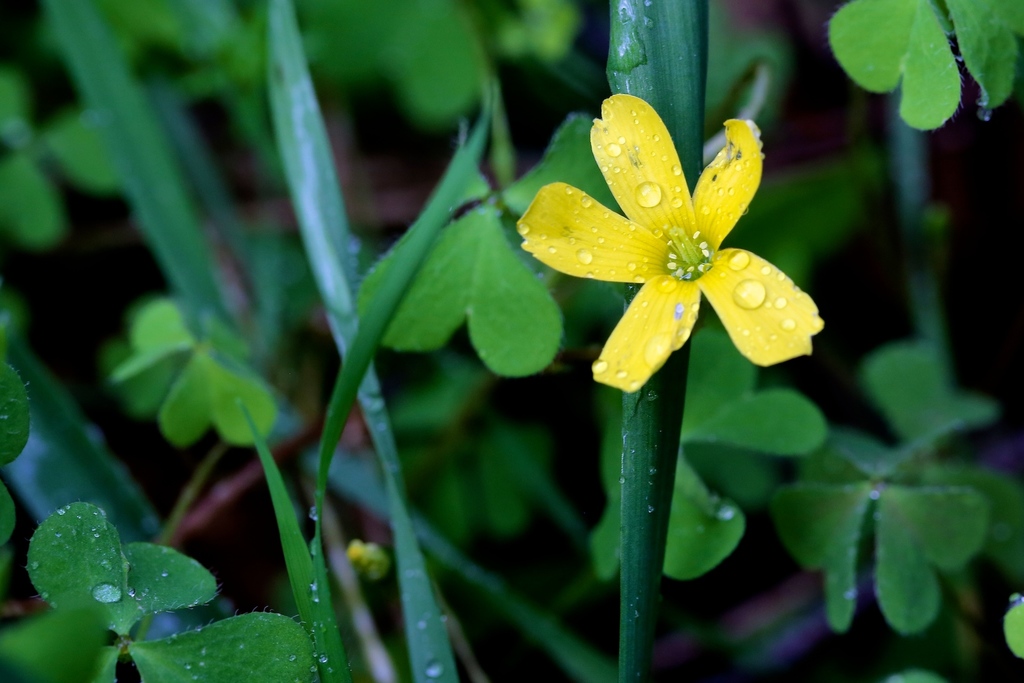 Woody Root Oxalis (WPC BioBlitz Plants) · iNaturalist