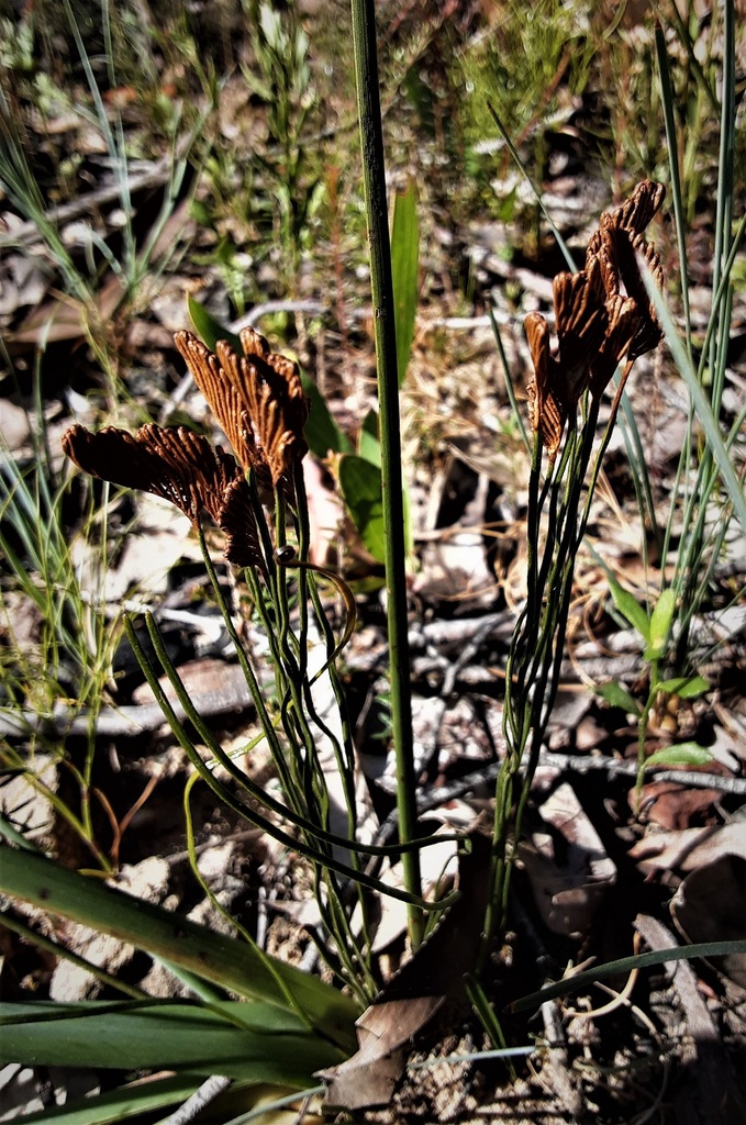 Forked Comb Fern from Newnes State Forest NSW 2790, Australia on June 1 ...