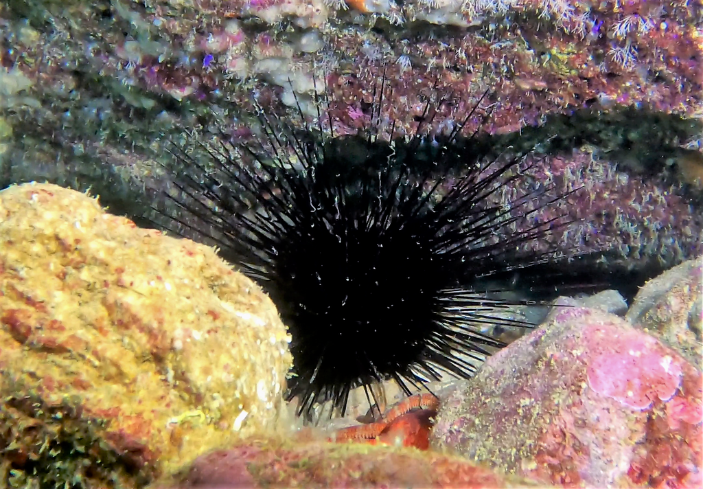 Hatpin Urchin from 2970 Sesimbra, Portugal on May 8, 2021 at 10:45 AM ...