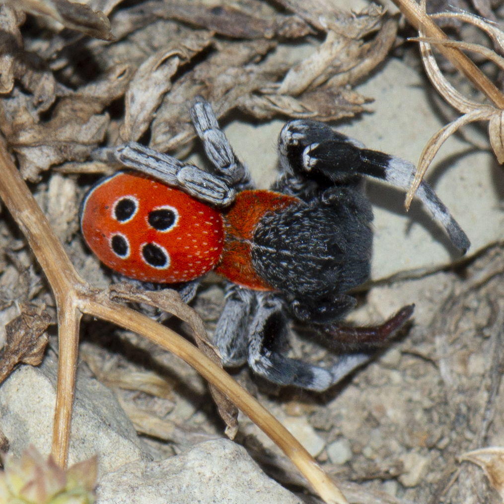 Eresus from Western Greece, Greece on May 29, 2021 at 05:53 PM by Anna ...