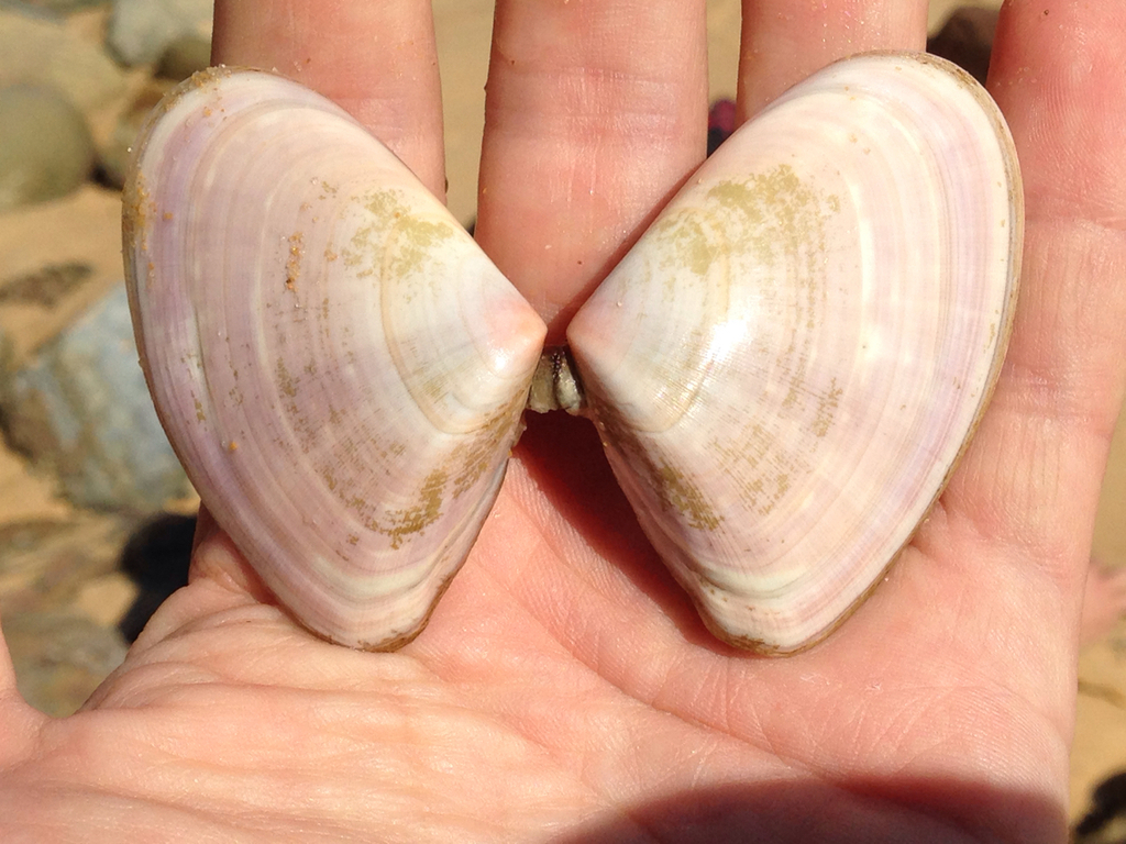 Common Pipi (Molluscs of Port Phillip Bay) · iNaturalist Australia