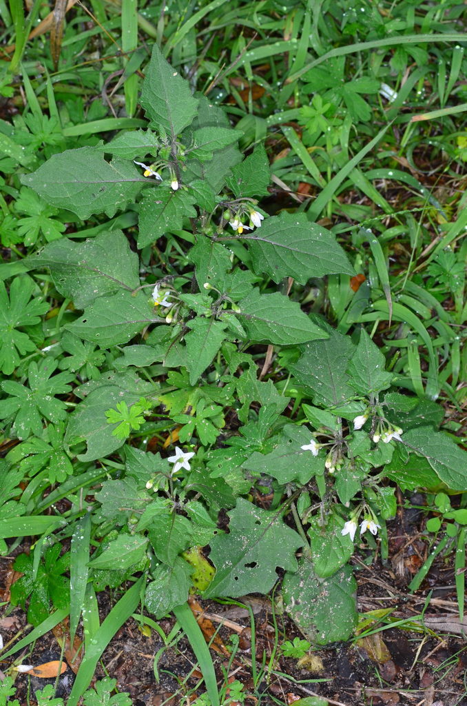 black nightshade from Bass Coast - Phillip Is., Victoria, Australia on ...