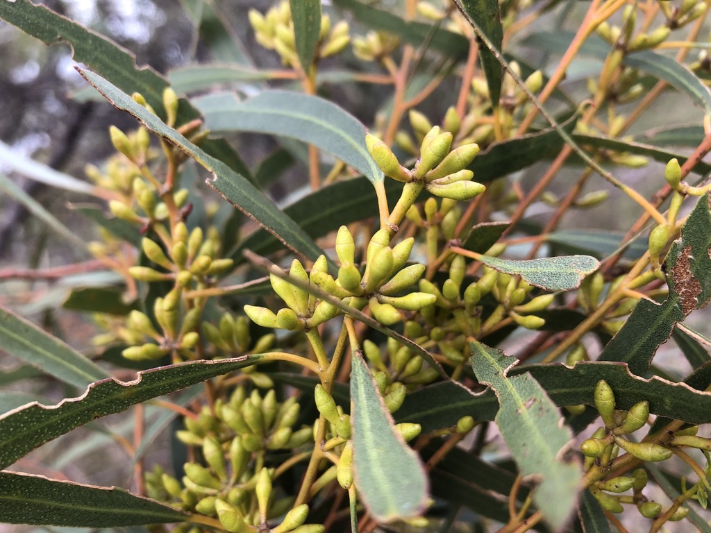 Slender-leaf Mallee (Eucalyptus leptophylla) - Botanical Realm