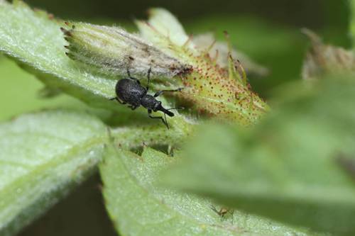 Auletobius uniformis · iNaturalist