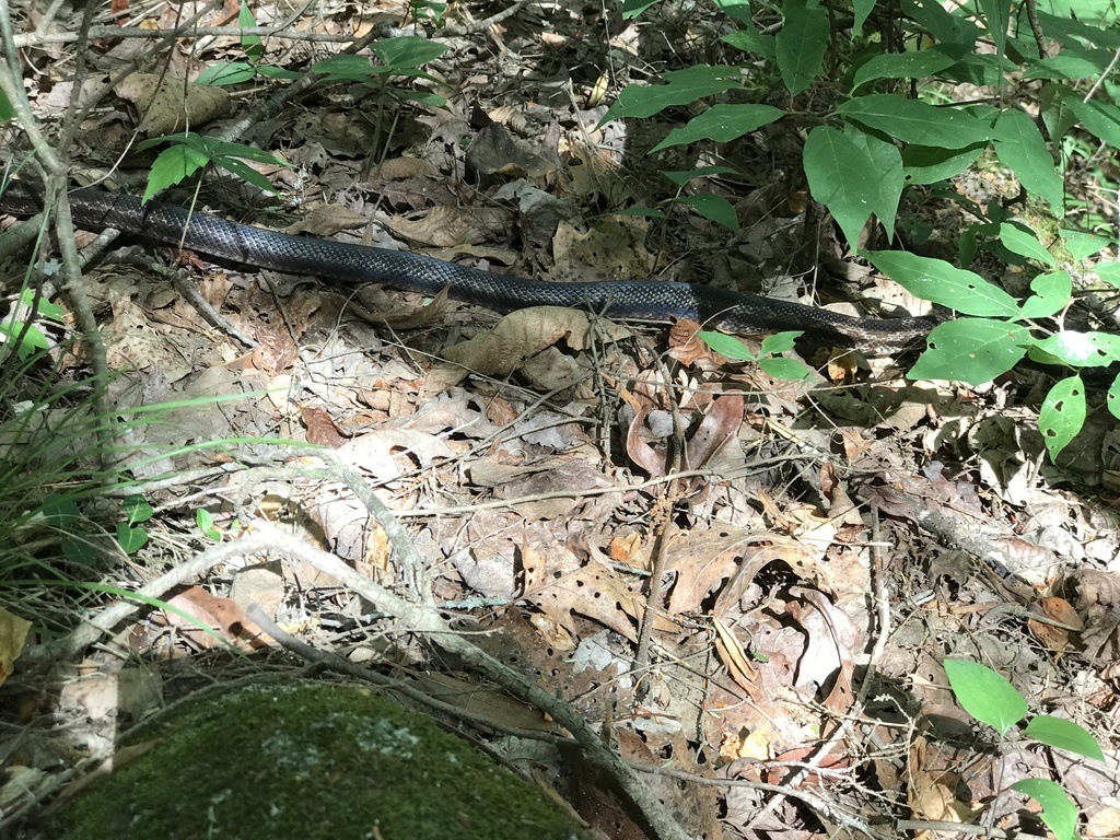 Gray Ratsnake from Rainbow Lake Trail, Signal Mountain, TN, US on May ...