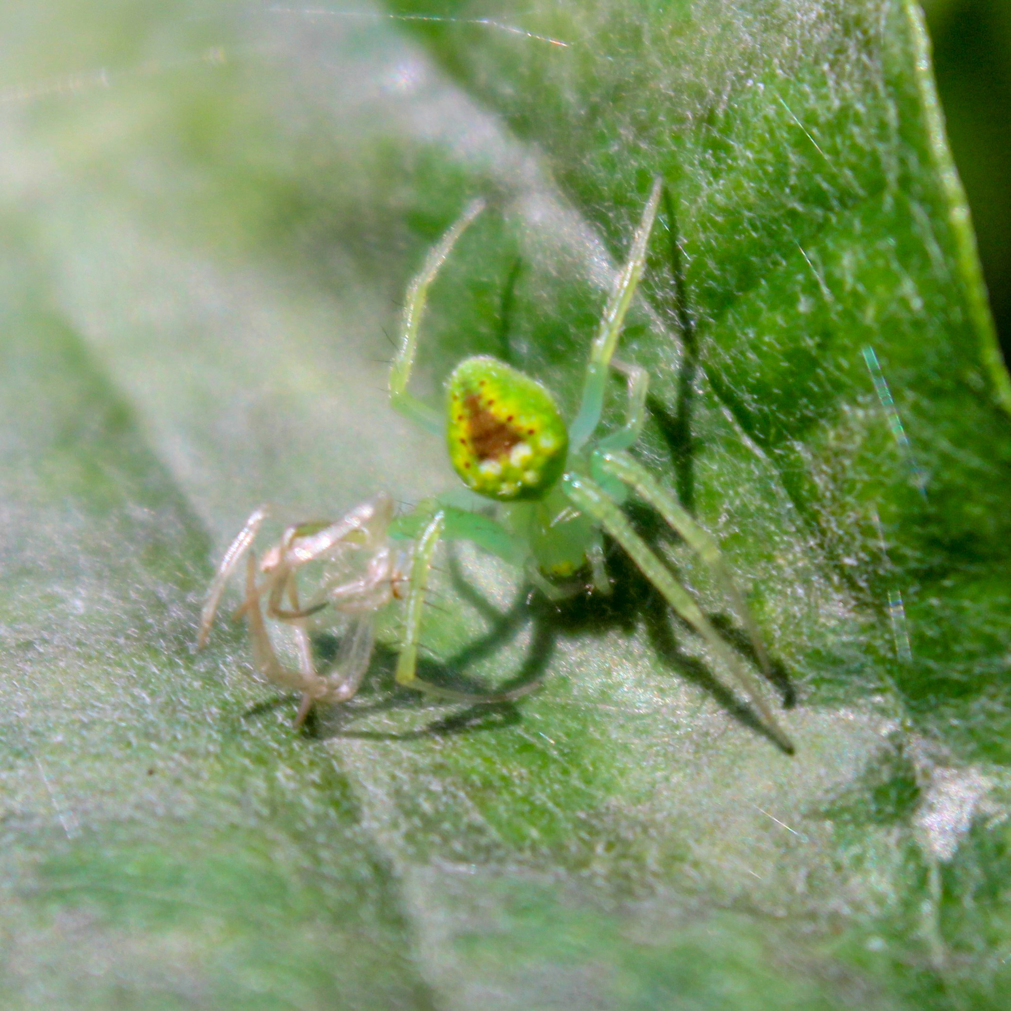 North Carolina - spider with bright skull markings? Couldn’t find ...