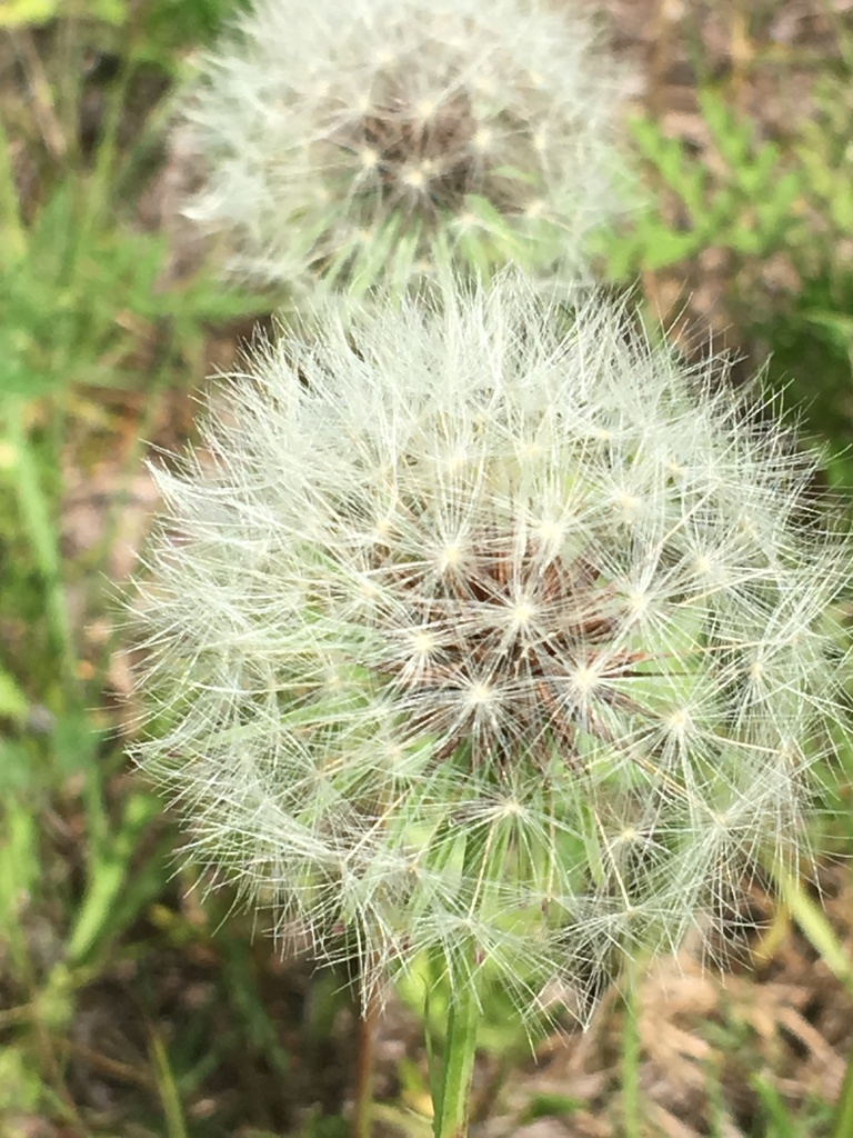 common dandelion from Volusia County, FL, USA on May 31, 2021 at 11:22 ...